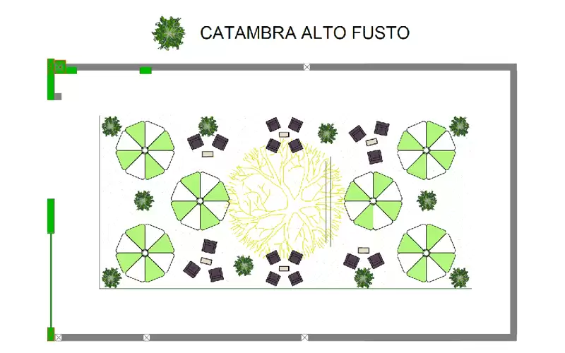 Consigli per mantenere la pianta anti zanzare Catambra