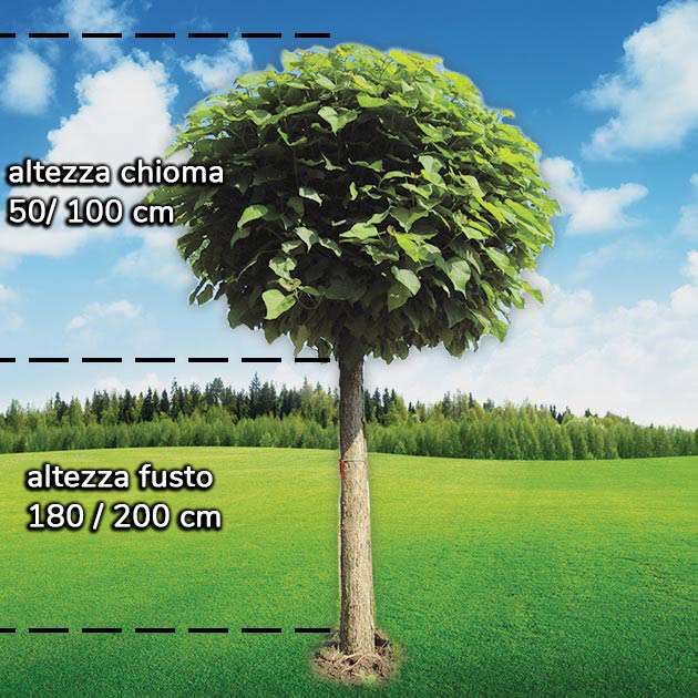 La pianta contro le zanzare è l'unico rimedio naturale