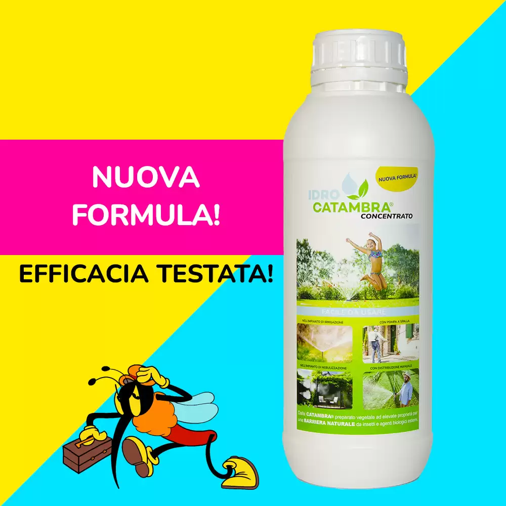 Catambra - L'originale pianta anti zanzare - rimedio naturale contro le ...