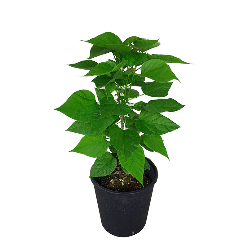 Catambra, planta antimosquitos